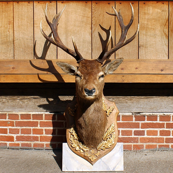 Mounted Taxidermy Stag Head | Original Prop – Shakespeare's Globe